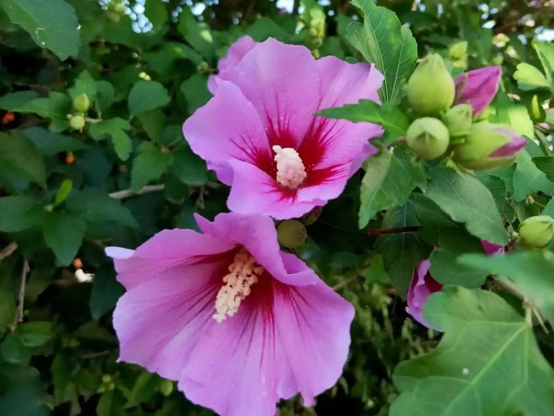 Chinese Flower Symbolism | A Comprehensive Guide (2026)
