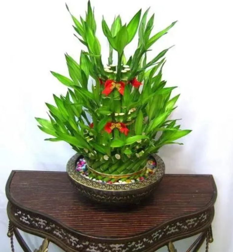 Chinese Gifts for Luck: The Ultimate Guide (2024)
