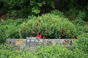 Most Expensive Chinese Tea: Tieguanyin Only Ranks at No.9