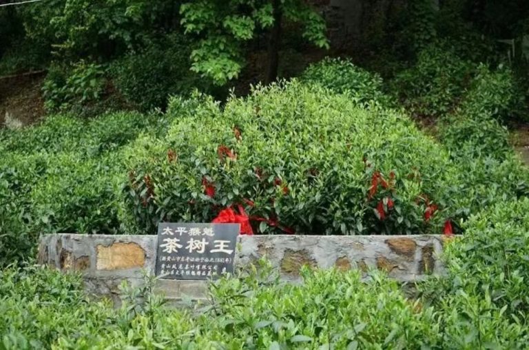 Most Expensive Chinese Tea: Tieguanyin Only Ranks at No.9