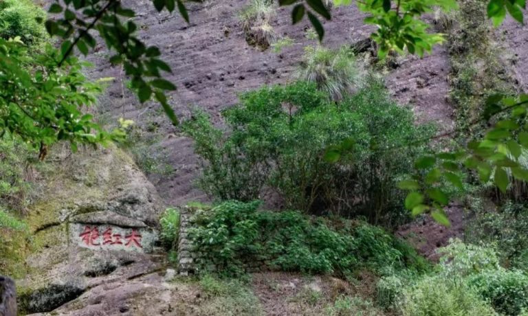 Most Expensive Chinese Tea: Tieguanyin Only Ranks at No.9