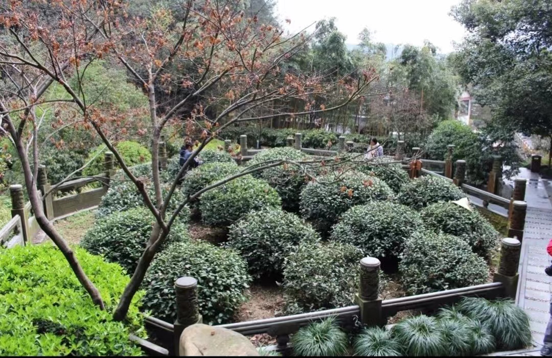 Most Expensive Chinese Tea: Tieguanyin Only Ranks at No.9