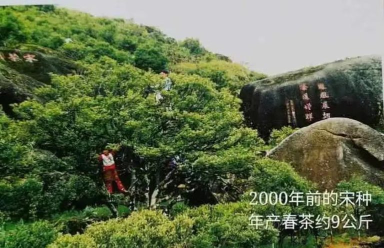 Most Expensive Chinese Tea: Tieguanyin Only Ranks at No.9